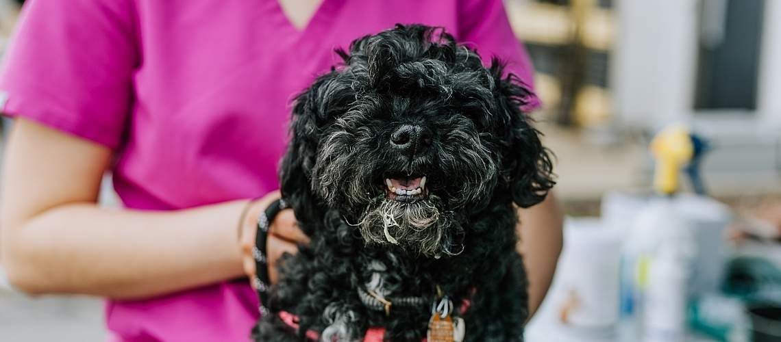 5 Easy Ways to Empower Your Vet Techs - Practice Life
