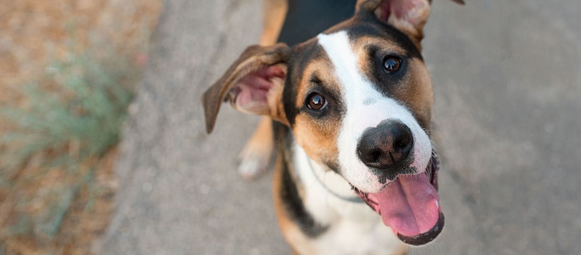 Forward Booking Lessons From the Dental Industry - Practice Life