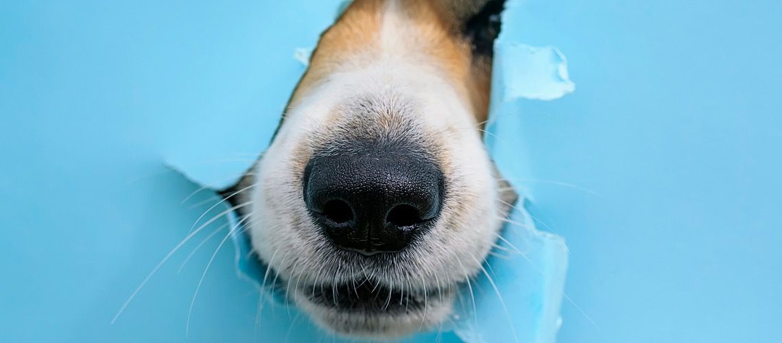 How to Use Veterinary Client Handouts to Educate Your Clients ...