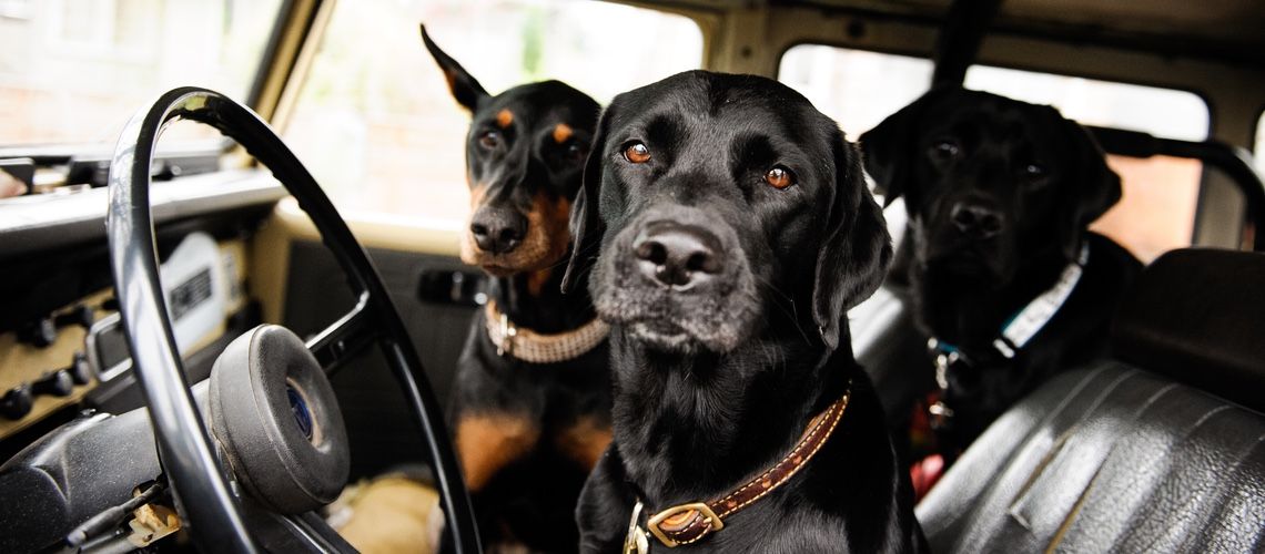 Veterinary Team Decision-Making: Decisions Aren't Just for Managers ...