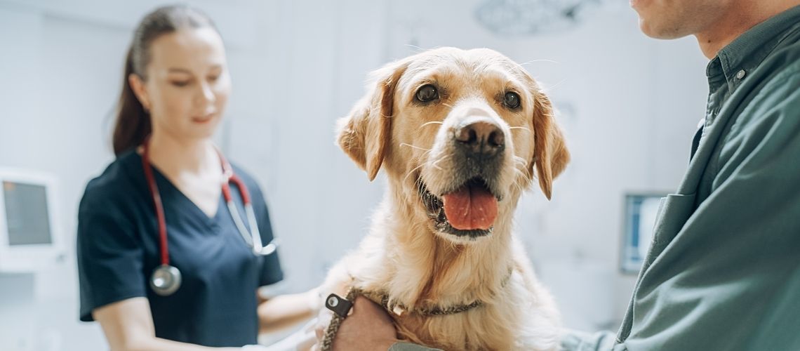 SDMA Testing: Educate Your Veterinary Team on These 5 Patients ...