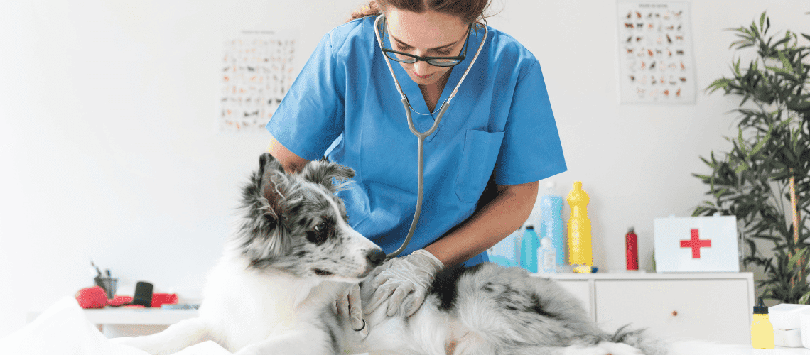 Infographic: Reducing Employee Burnout in Veterinary Medicine ...